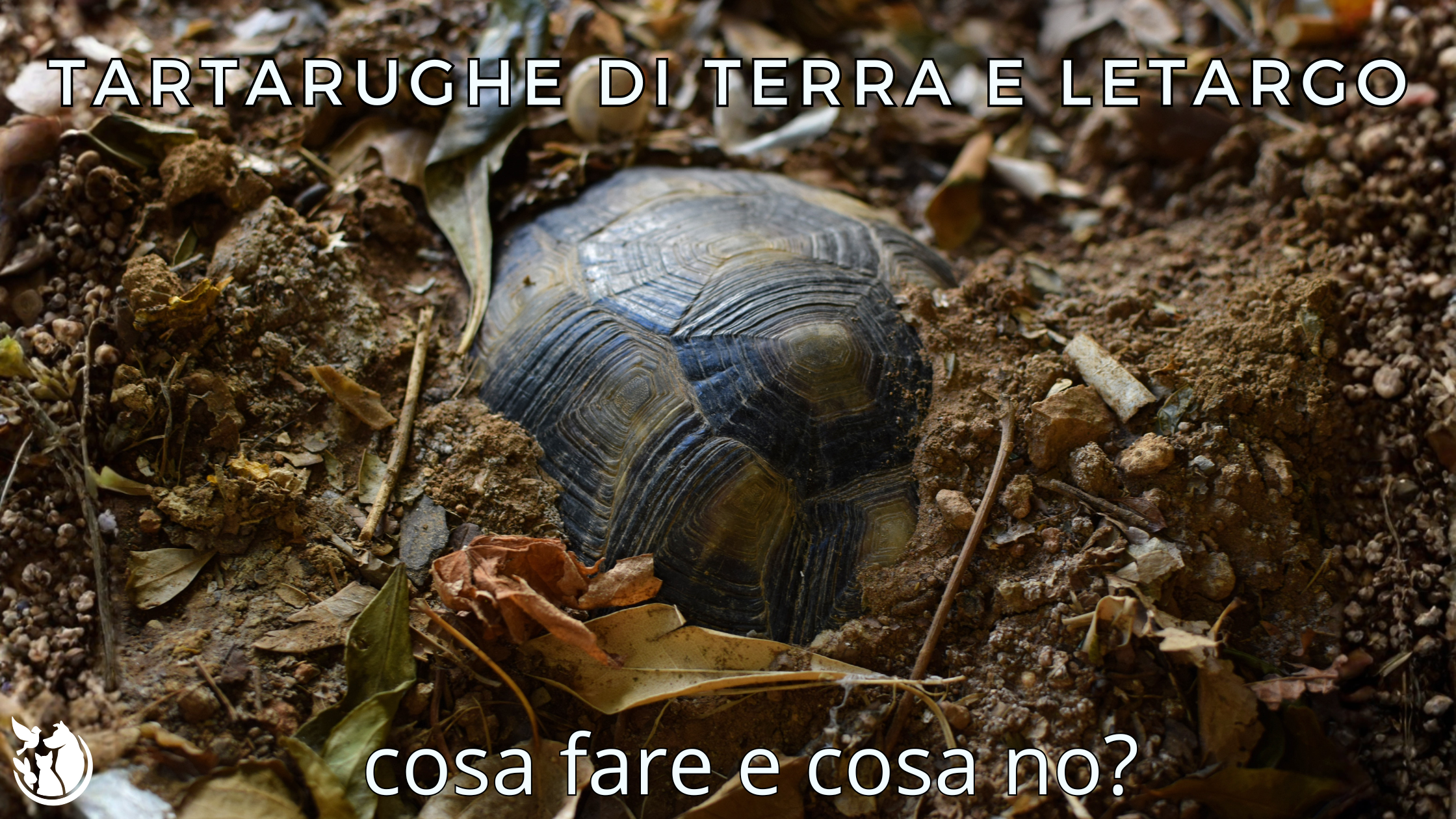 Tartarughe di Terra e Letargo: cosa fare e cosa no? - Non Solo Piume